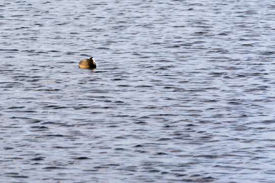 Natatorial Bilder – Durchsuchen 1,682 Archivfotos, Vektorgrafiken und ...