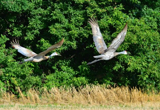 Schnacke Bilder – Durchsuchen 5,696 Archivfotos, Vektorgrafiken und ...