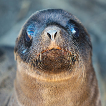 รูปภาพUnsharp – เลือกดูภาพถ่ายสต็อก เวกเตอร์ และวิดีโอ2,925 | Adobe Stock