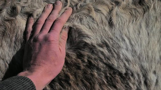 "Mottled Fur" Images – Browse 124 Stock Photos, Vectors, and Video ...