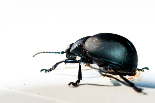 รูปภาพPeste – เลือกดูภาพถ่ายสต็อก เวกเตอร์ และวิดีโอ3,317 | Adobe Stock