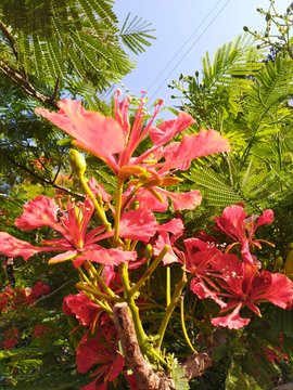 Vaka Images – Browse 78 Stock Photos, Vectors, and Video | Adobe Stock