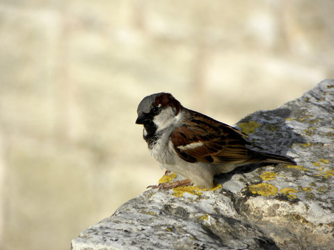 Passerotto Images – Parcourir 314 le catalogue de photos, vecteurs et ...