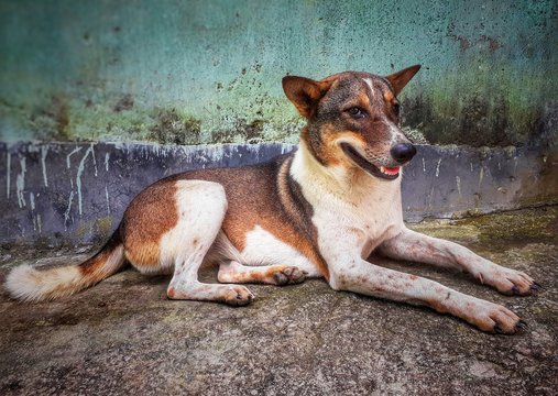 What Breed Are Nigerian Local Dogs