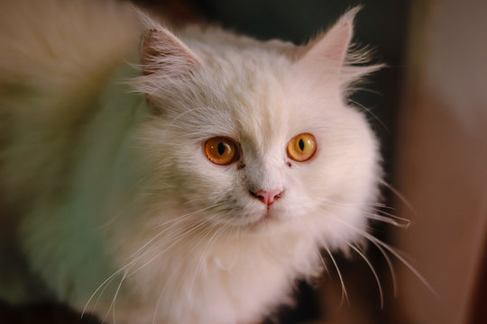 รูปภาพShirazi – เลือกดูภาพถ่ายสต็อก เวกเตอร์ และวิดีโอ147 | Adobe Stock