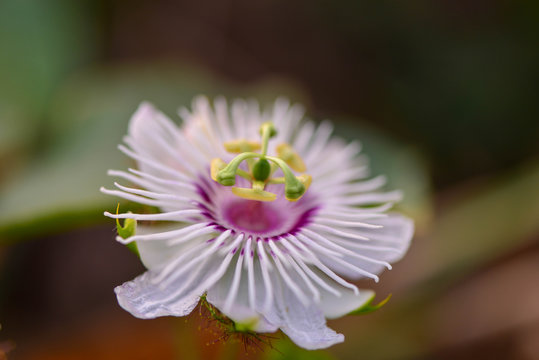 Fiower Images – Browse 204 Stock Photos, Vectors, and Video | Adobe Stock