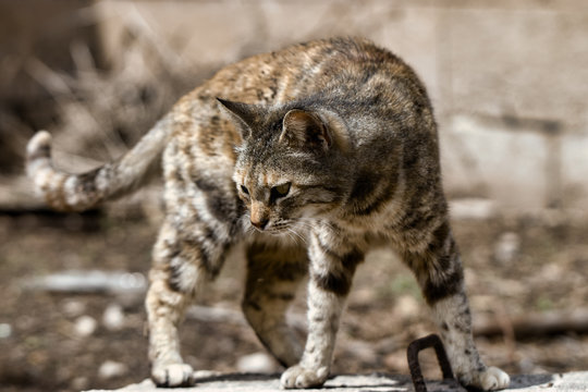 Mutt-Cat Images – Browse 81 Stock Photos, Vectors, and Video | Adobe Stock