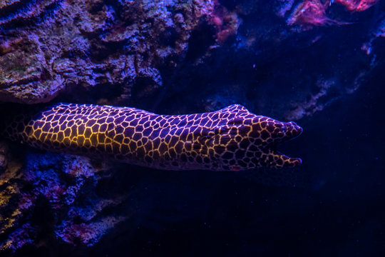 รูปภาพPollyfish – เลือกดูภาพถ่ายสต็อก เวกเตอร์ และวิดีโอ6,968 | Adobe Stock