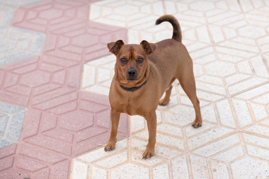 "Dwarf Pincher"-Bilder: Stock-Fotos & -Videos. | Adobe Stock