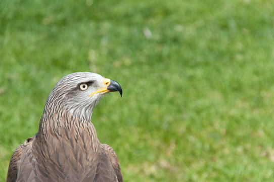 Rapace Images – Parcourir 261,764 le catalogue de photos, vecteurs et ...