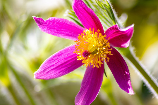 "Violette Blume"-Bilder: Stock-Fotos & -Videos. | Adobe Stock