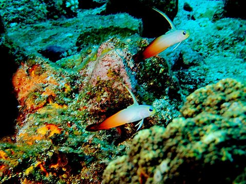 Hochsee-Fischerei Bilder – Durchsuchen 26,843 Archivfotos ...