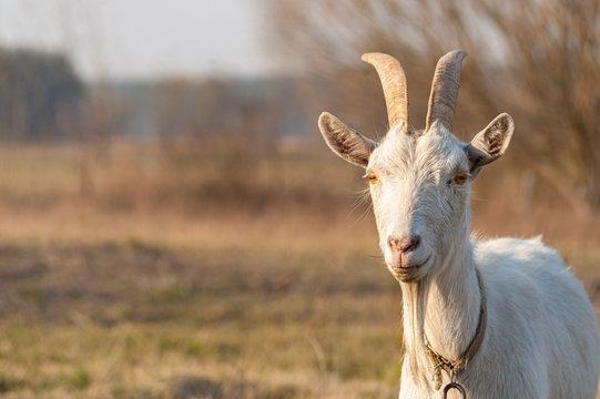Zicke Bilder – Durchsuchen 514,120 Archivfotos, Vektorgrafiken und ...