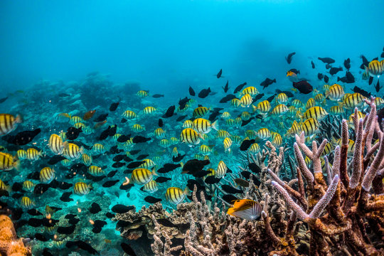 Free Fish Images – Browse 11,323 Free Stock Photos, Vectors, and Video ...