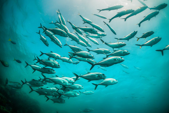 Free Fish Images – Browse 14,804 Free Stock Photos, Vectors, and Video ...