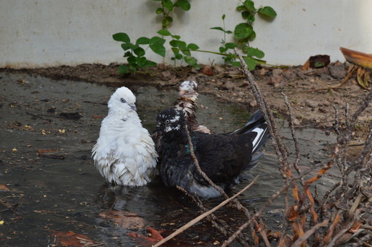 Babytaube Bilder – Durchsuchen 11,761 Archivfotos, Vektorgrafiken und ...