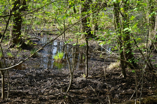 รูปภาพSumpflandschaft – เลือกดูภาพถ่ายสต็อก เวกเตอร์ และวิดีโอ743 ...