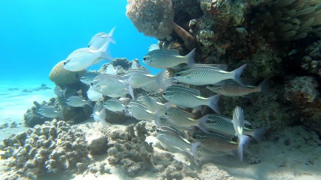รูปภาพGlass-Fish – เลือกดูภาพถ่ายสต็อก เวกเตอร์ และวิดีโอ593 | Adobe Stock