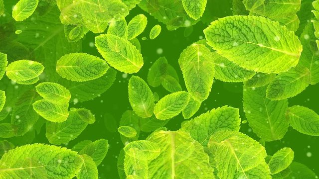 "Peppermint Leaves" Images – Parcourir 410 le catalogue de photos ...