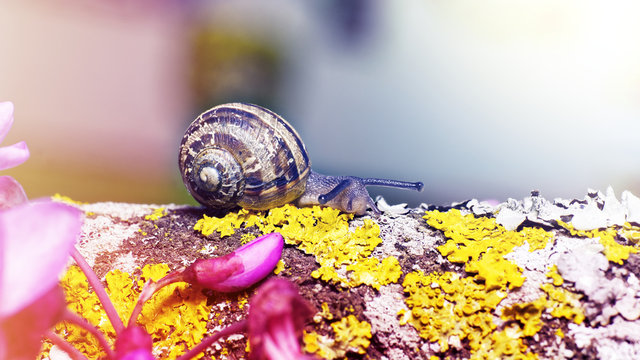 Snail Bed Bilder – Durchsuchen 722 Archivfotos, Vektorgrafiken und ...