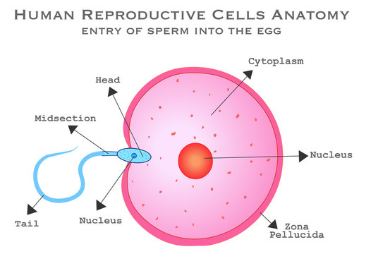 Human Female Egg Diagram