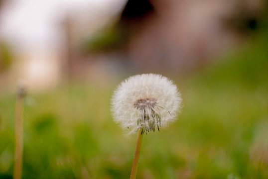 Imágenes de Soffiare: descubre bancos de fotos, ilustraciones, vectores ...