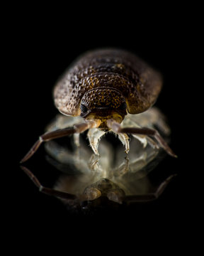 Assel Bilder – Durchsuchen 4,471 Archivfotos, Vektorgrafiken und Videos ...