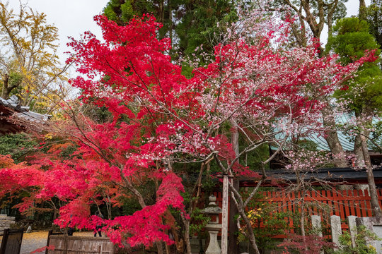 「Zen-In」の写真素材 | 81件の無料イラスト画像 | Adobe Stock