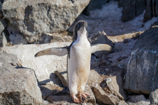 "Waddling Gait" Images – Browse 5,897 Stock Photos, Vectors, and Video ...