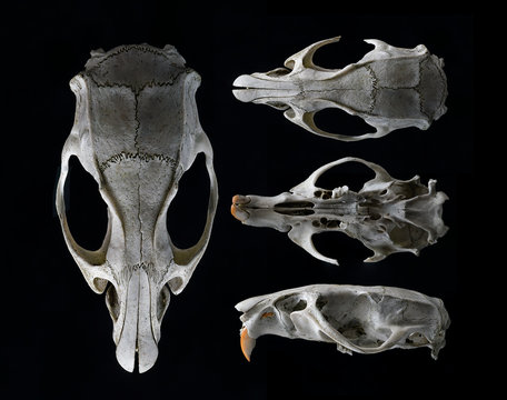 Rat Skull Logo