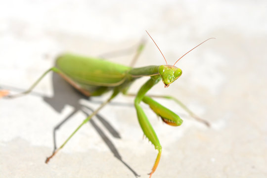 Mante bilder – Bläddra bland 1,124 stockfoton, vektorer och videor ...