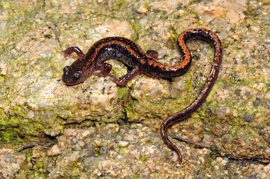 รูปภาพGoldstreifensalamander – เลือกดูภาพถ่ายสต็อก เวกเตอร์ และวิดีโอ18 ...