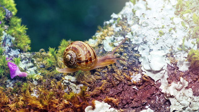 Snail Bed Bilder – Durchsuchen 722 Archivfotos, Vektorgrafiken und ...