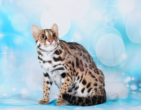 Albino Leopard Cat
