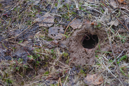 "Mouse Hole" Images – Browse 351 Stock Photos, Vectors, and Video ...