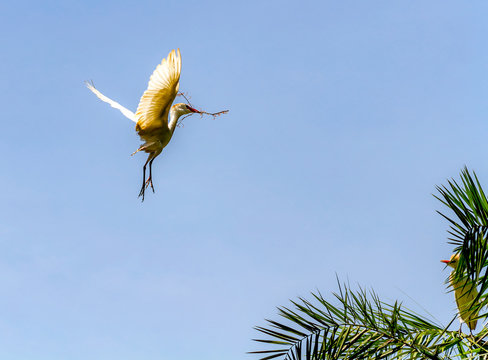 「Nidify」の写真素材 | 430件の無料イラスト画像 | Adobe Stock