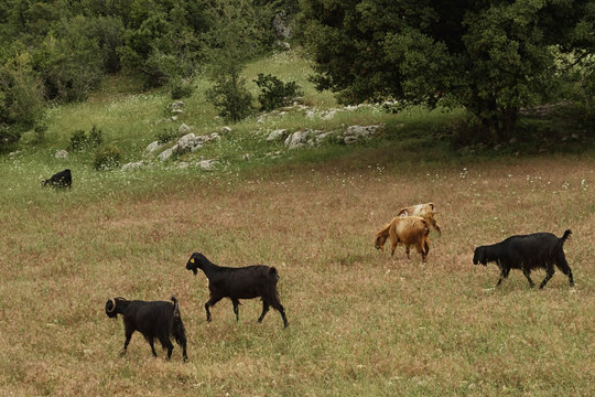 Ungulata Bilder – Durchsuchen 84,258 Archivfotos, Vektorgrafiken und ...