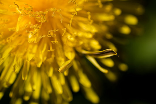 "Field Dandelion" Images – Browse 195 Stock Photos, Vectors, and Video ...
