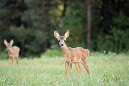 「Chevrette」の写真素材 | 799件の無料イラスト画像 | Adobe Stock