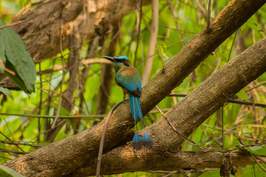 102 BEST Torogoz IMAGES, STOCK PHOTOS & VECTORS | Adobe Stock