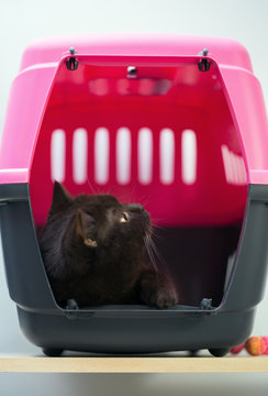 Dansky Images – Browse 11 Stock Photos, Vectors, and Video | Adobe Stock