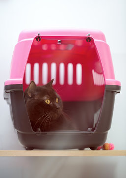 Dansky Images – Browse 11 Stock Photos, Vectors, and Video | Adobe Stock