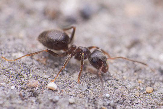 รูปภาพFourmi – เลือกดูภาพถ่ายสต็อก เวกเตอร์ และวิดีโอ2,257 | Adobe Stock