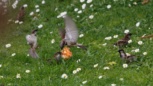 Feldspatzen Bilder – Durchsuchen 6,670 Archivfotos, Vektorgrafiken und ...