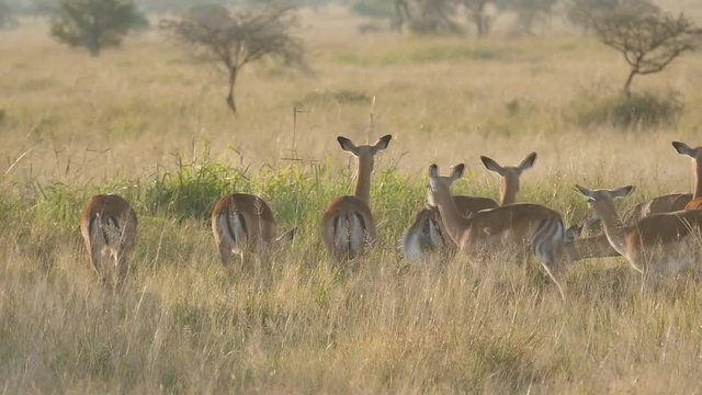 Kob Imagens – Procure 1,400 fotos, vetores e vídeos | Adobe Stock