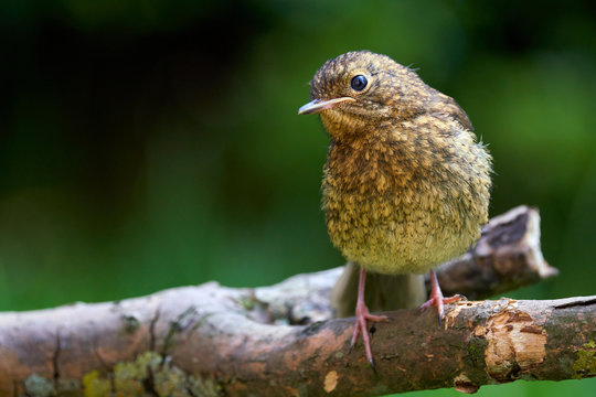 "Baby Robin" Images – Browse 555 Stock Photos, Vectors, and Video ...