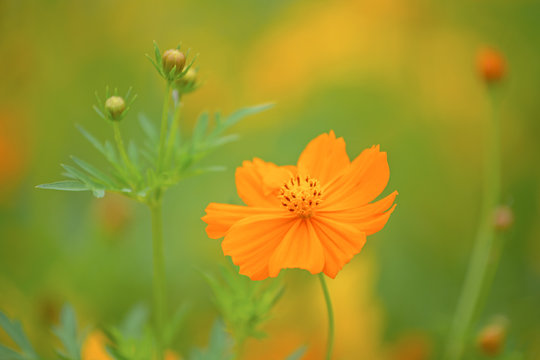 "Yellow Cosmos" Images – Browse 10,467 Stock Photos, Vectors, and Video ...