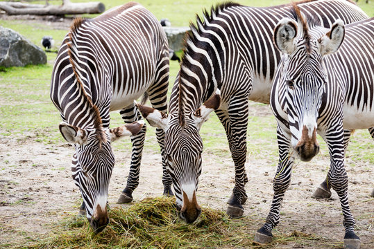 รูปภาพEquids – เลือกดูภาพถ่ายสต็อก เวกเตอร์ และวิดีโอ73,757 | Adobe Stock