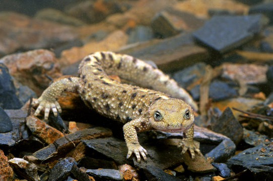 รูปภาพCalot – เลือกดูภาพถ่ายสต็อก เวกเตอร์ และวิดีโอ229 | Adobe Stock