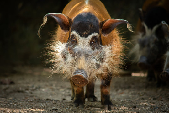 รูปภาพ"Hog – เลือกดูภาพถ่ายสต็อก เวกเตอร์ และวิดีโอ1,229,961 | Adobe Stock